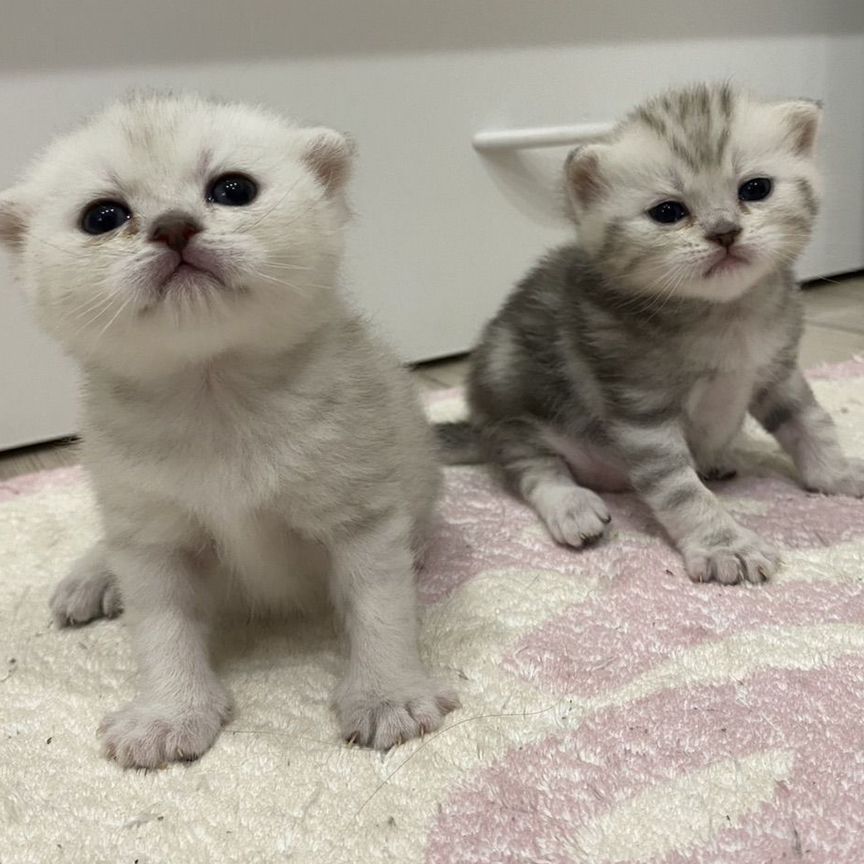 Шотландский вислоухий короткошёрстный котёнок