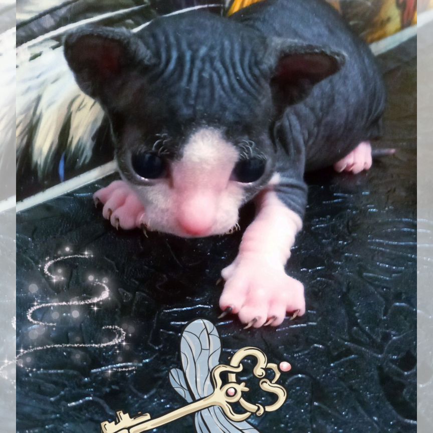 Канадский сфинкс