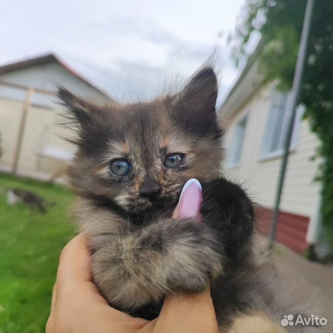 Черепаховая красотка в добрые руки