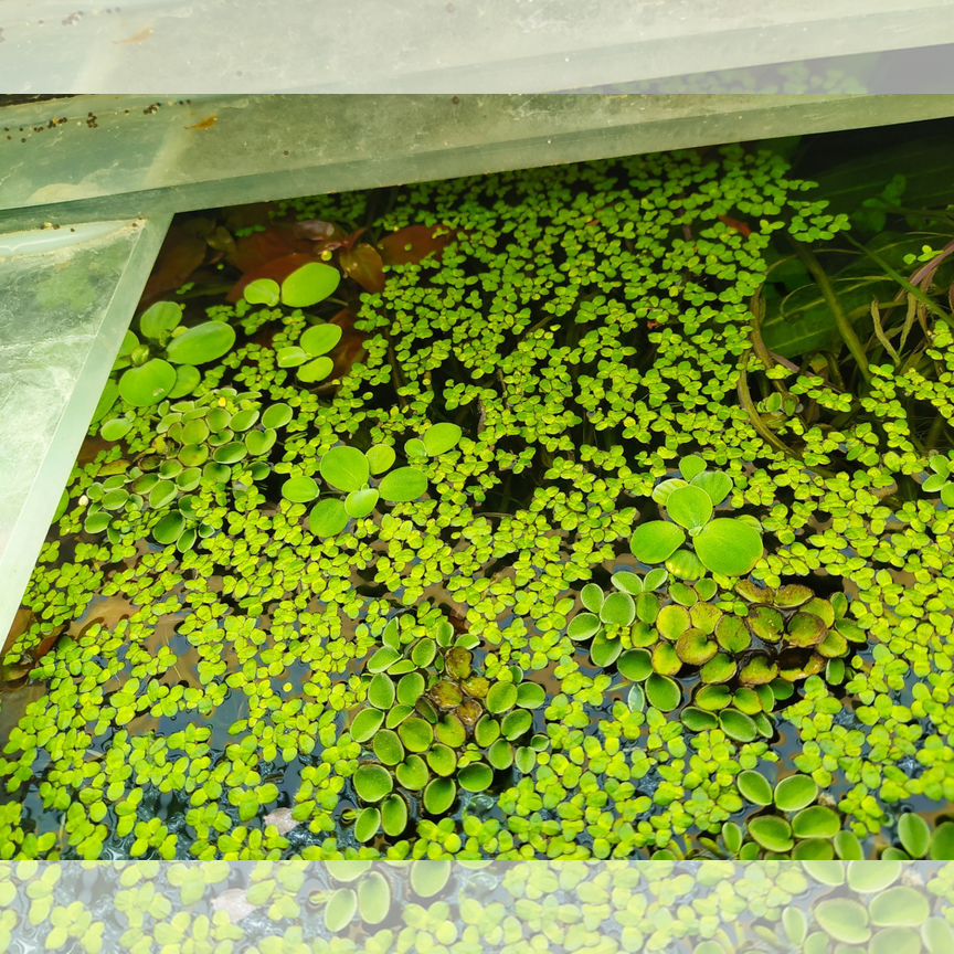 Аквариумные растения