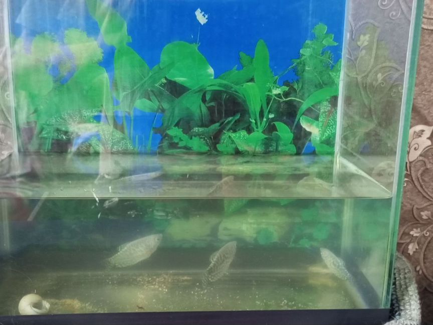 Аквариум с рыбками
