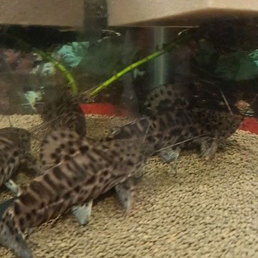 Сомики таракатум