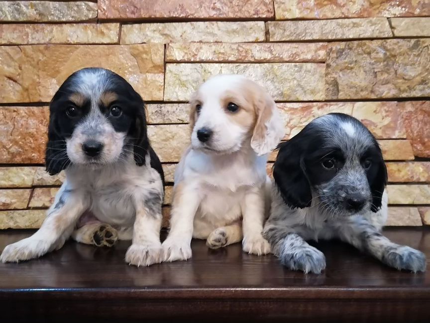 Разноцветные рос щенки