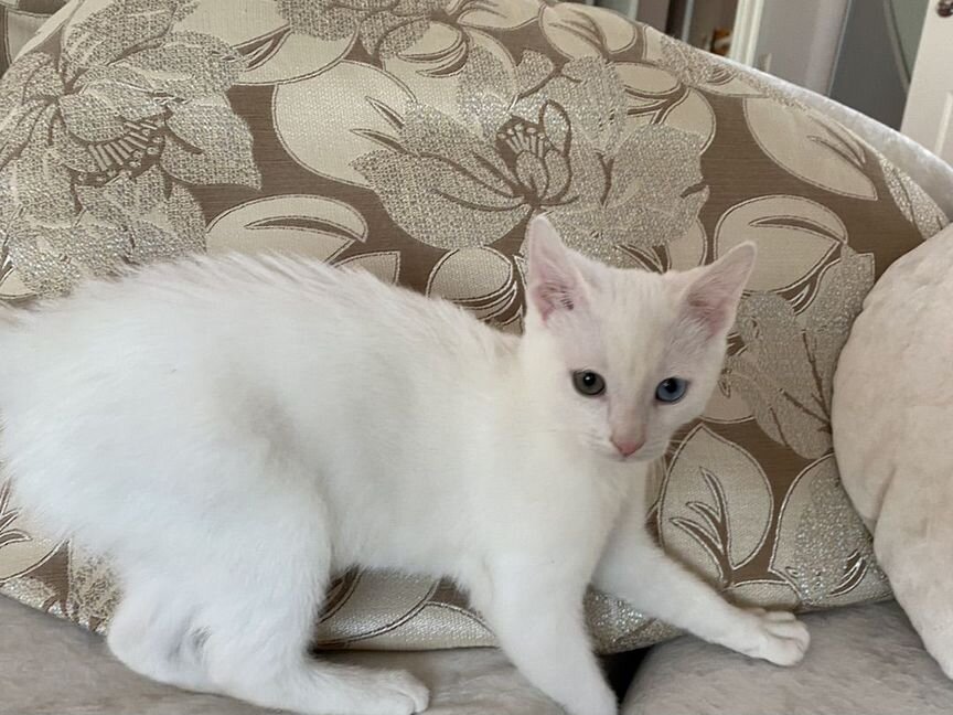 Котенок турецкой ангоры