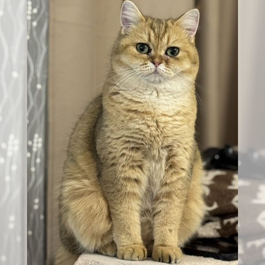 Британский короткошёрстный котёнок