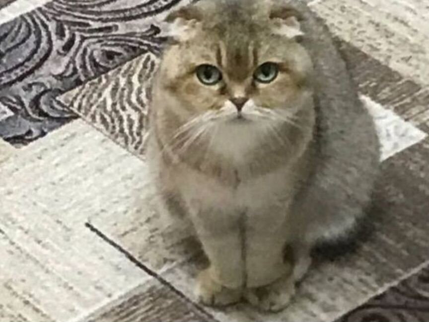 Шотландская