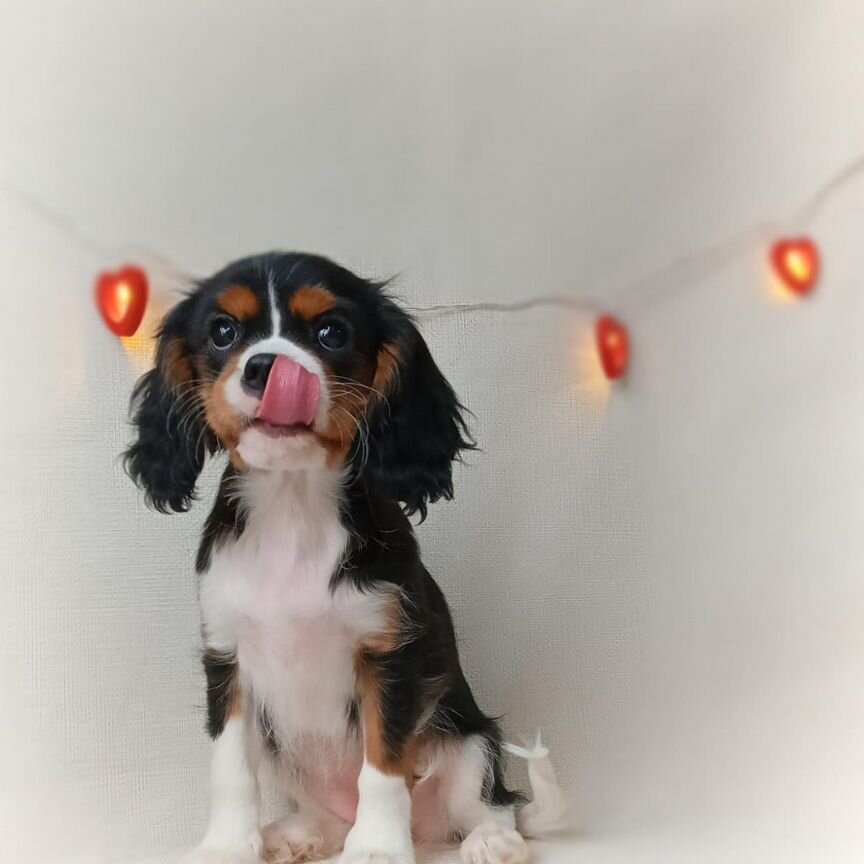 Щенок Кавалер Кинг Чарльз спаниель девочка