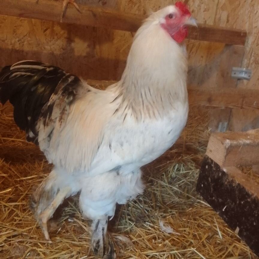 Продажа домашней птицы