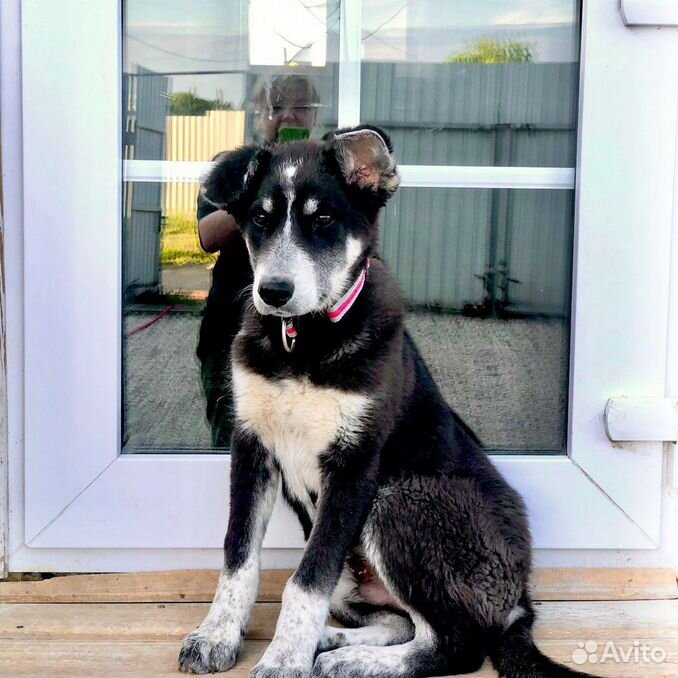 Щенок мальчик Барон 4 мес