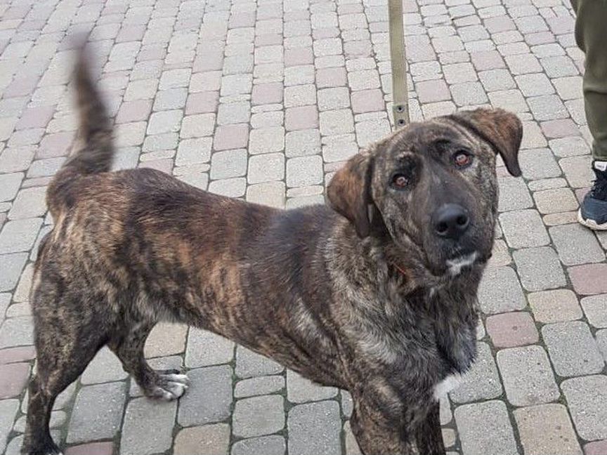 Потерялась Найдена Собака в добрые руки Охранник