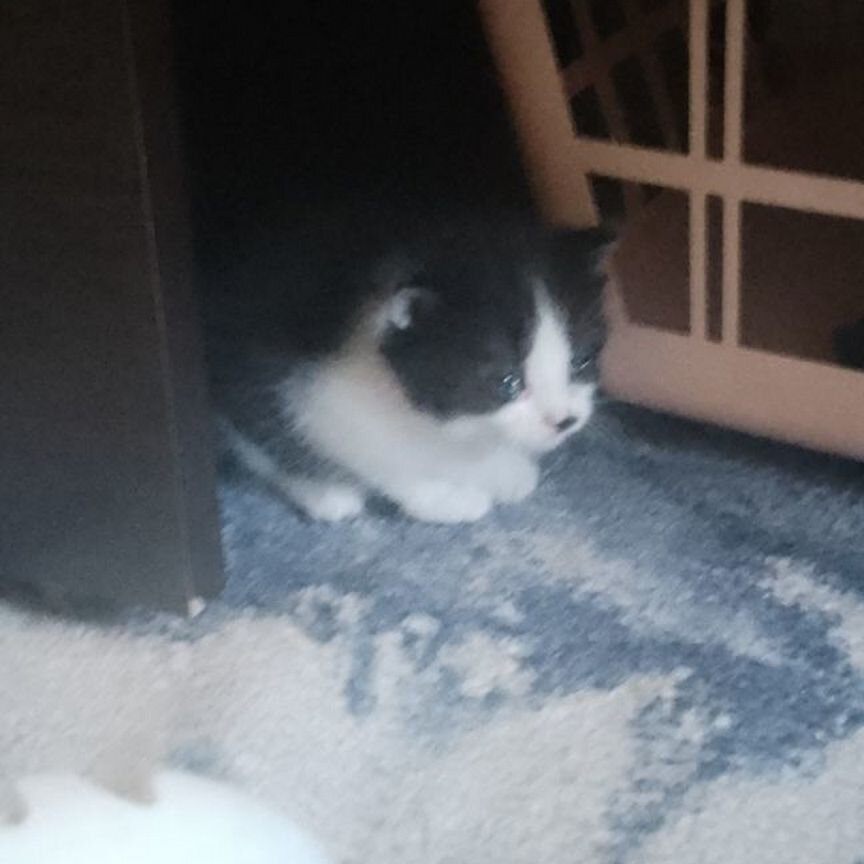 Котенок
