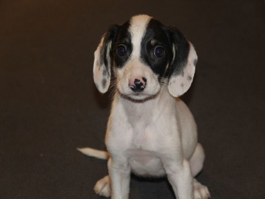 Щенки Гасконско-сентонжской гончей