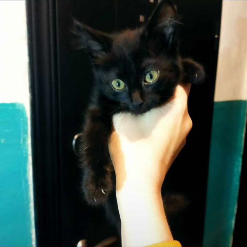 Котята в добрые руки 2 мальчика и девочка