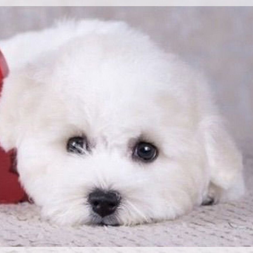 Щенки бишон фризе