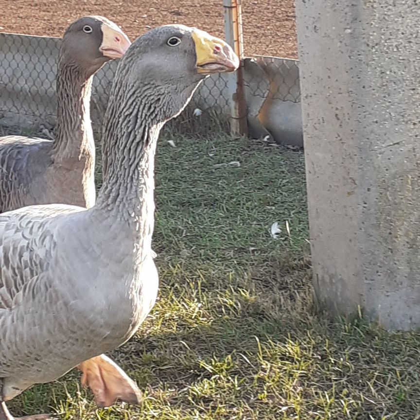 Гуси тульские горбоносые
