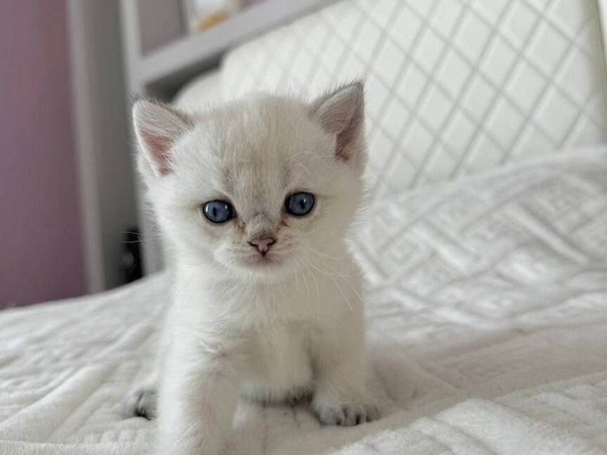 Продажа шиншиловых котят