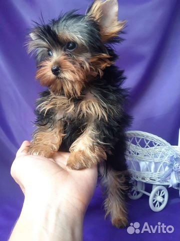 Мини мальчишечка