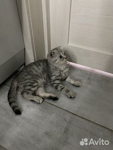Шотланский вислоухий котенок