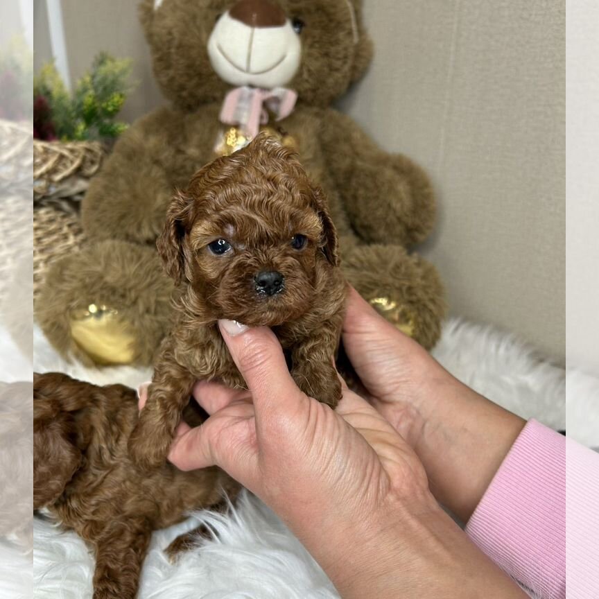 Мальтипу, щенок