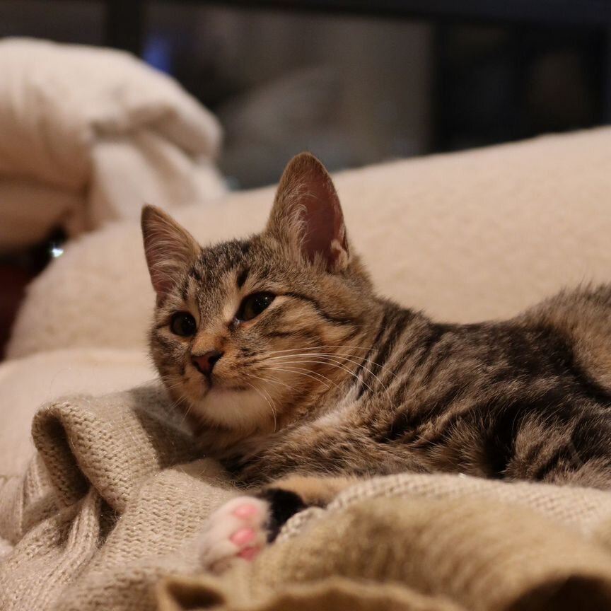 Котенок в добрые руки