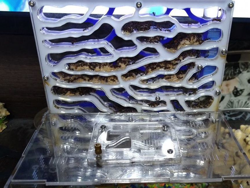 Муравьиная ферма вертикальная