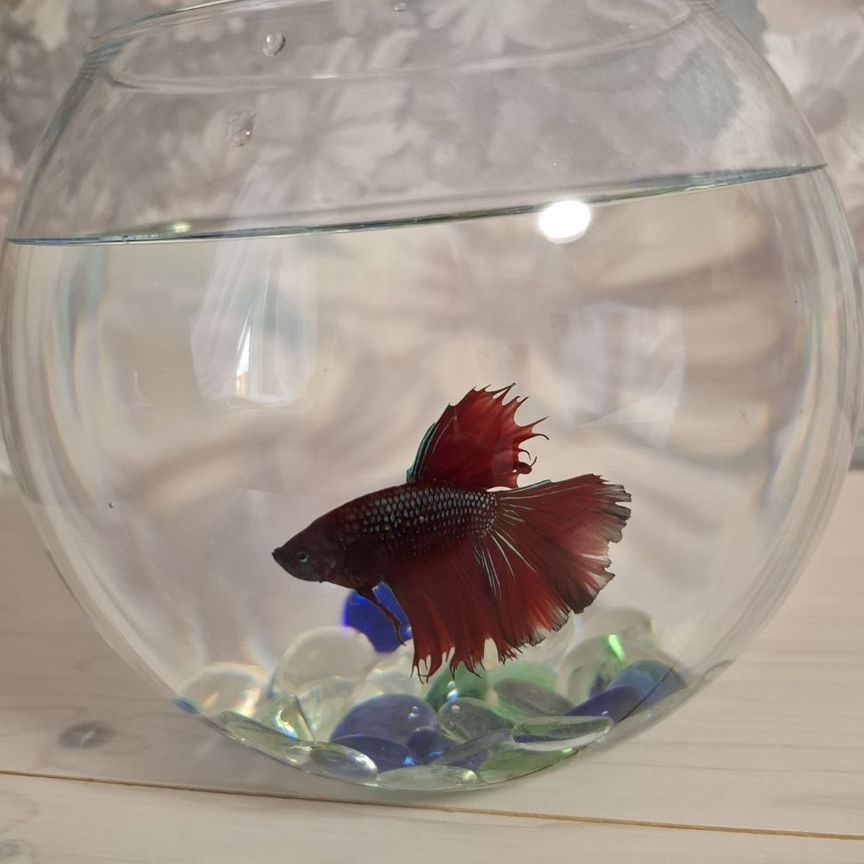 Рыбка петушок с аквариумом и декором