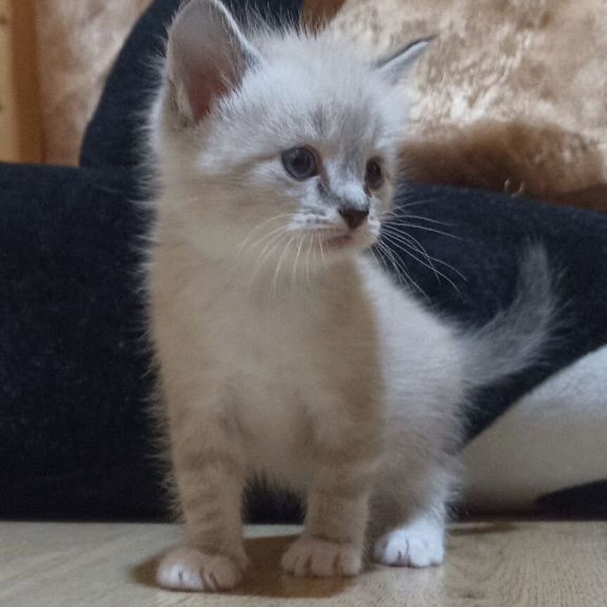 Котенок капучино