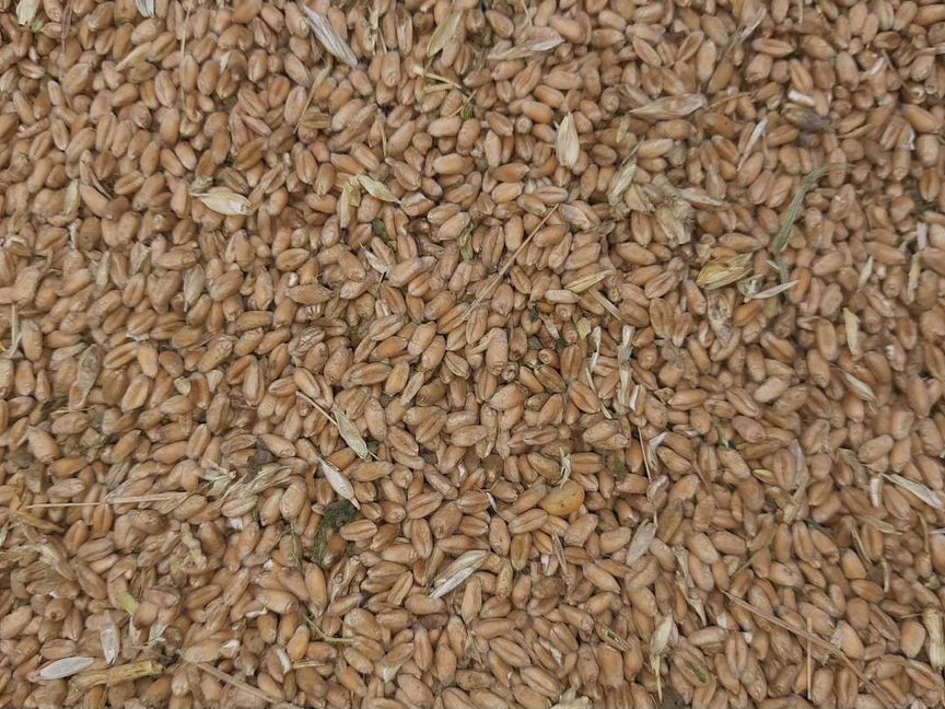 Пшеница, горох, отходы