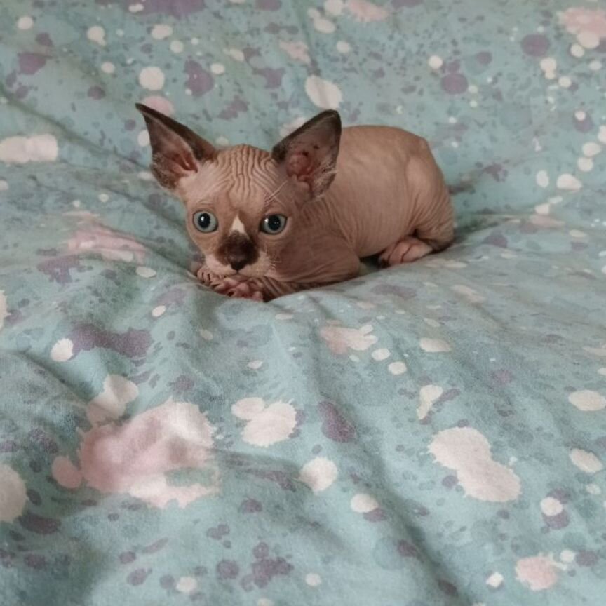 Сфинкс котенок