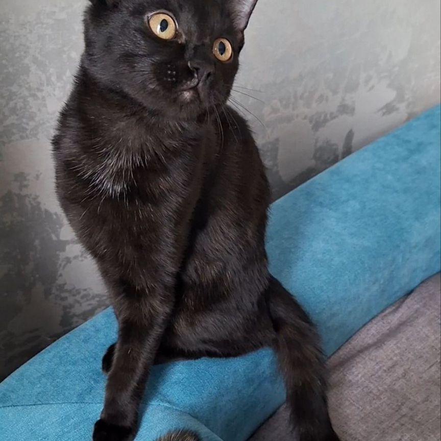 Котик Марс 4 м