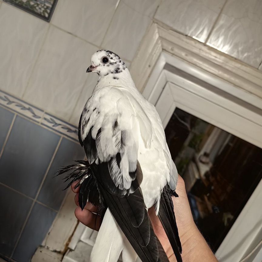 Нашли голубя