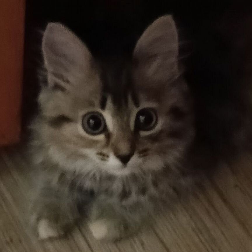 Отдам котенка девочку 3 месяца