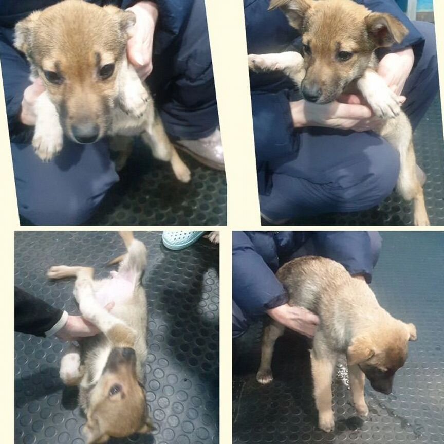 Щенок в добрые руки