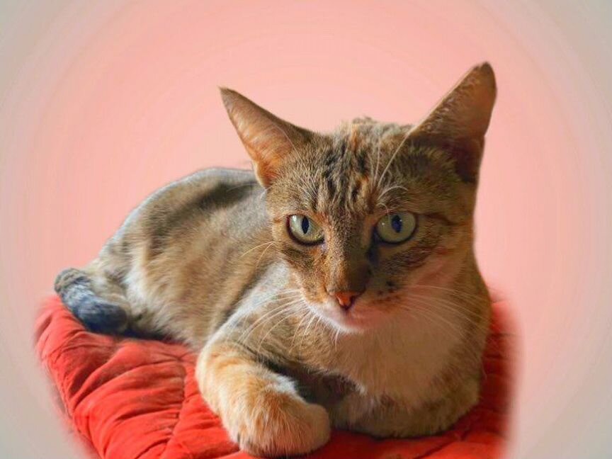 Кошка лунатик трехцветная в добрые руки