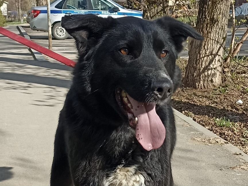 Спасите Сэма