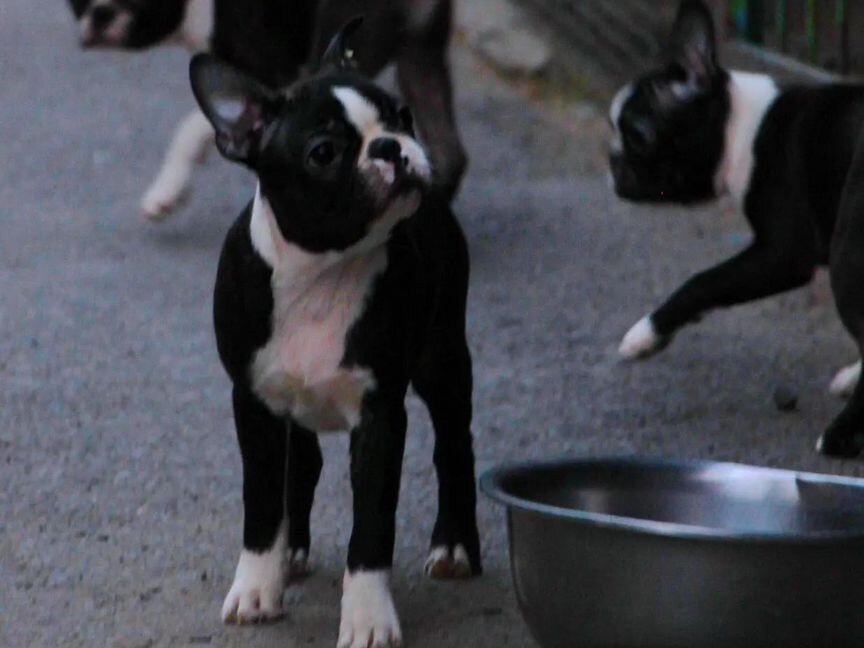 Щенки бостон терьер