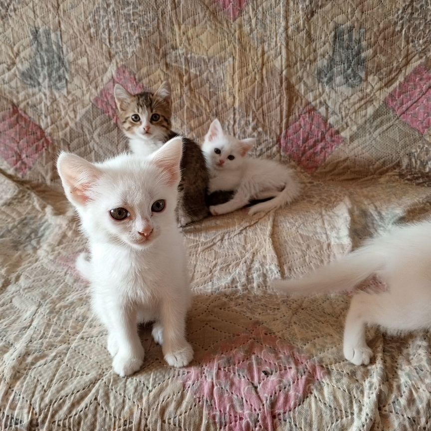 Раздаем котят