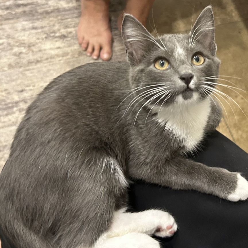 Котенок в добрые руки