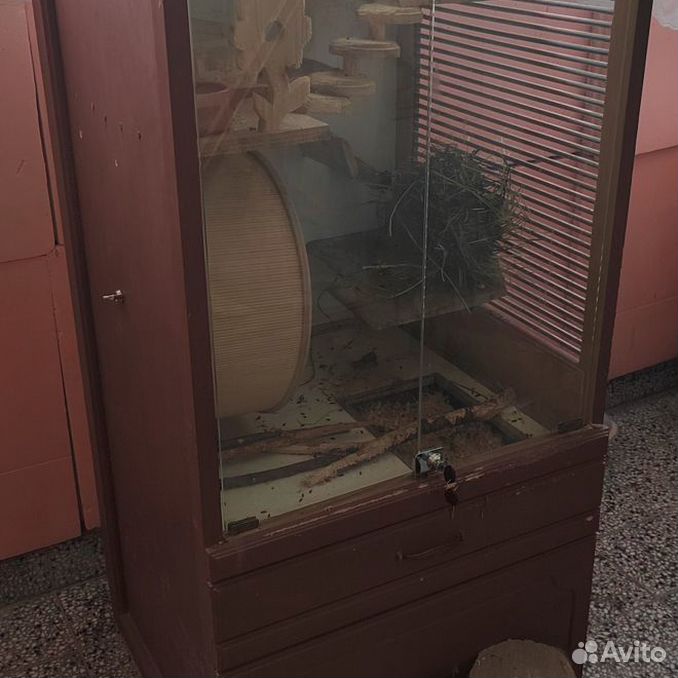 Продаю шиншилл