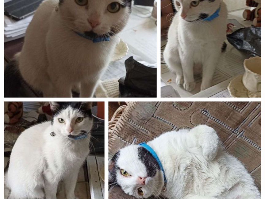 Кошечка юниор в подъезде