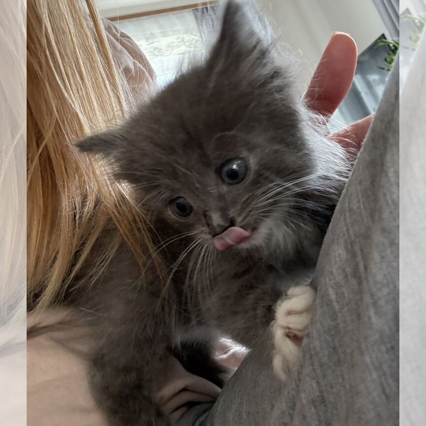 Котенок