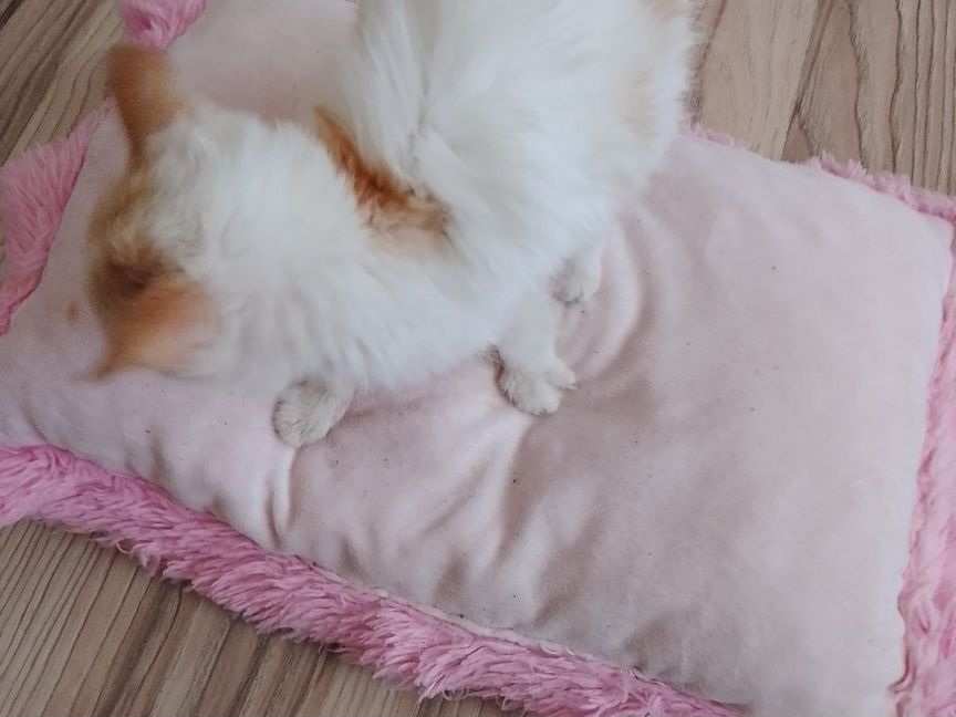 Котенок бесплатно