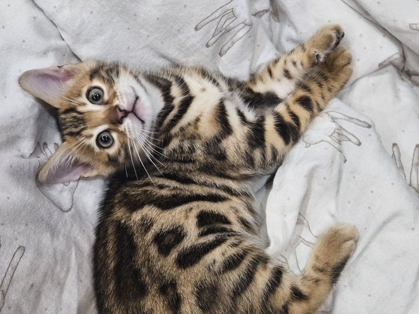 Бенгал 1.5 месяца