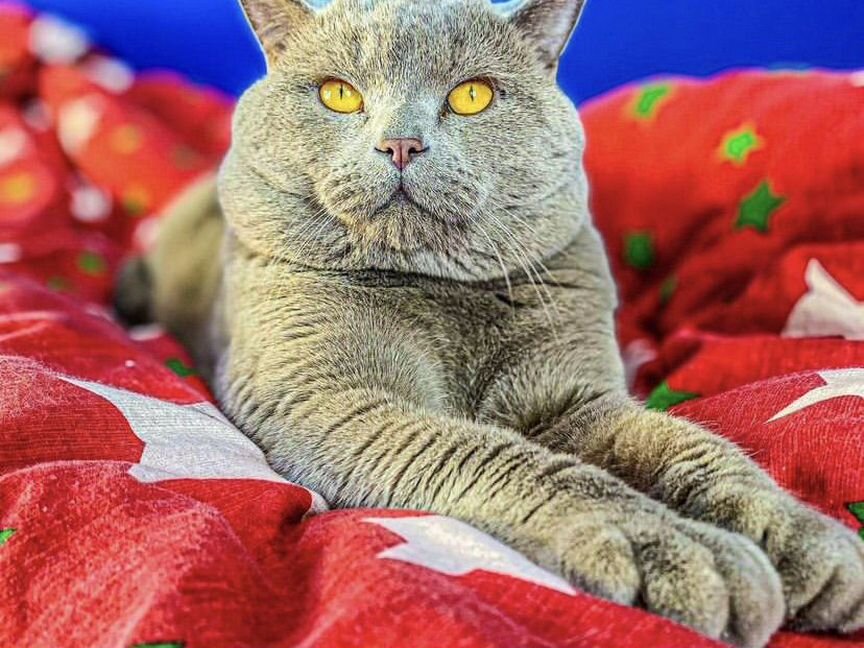 Самый добрый Британский кот