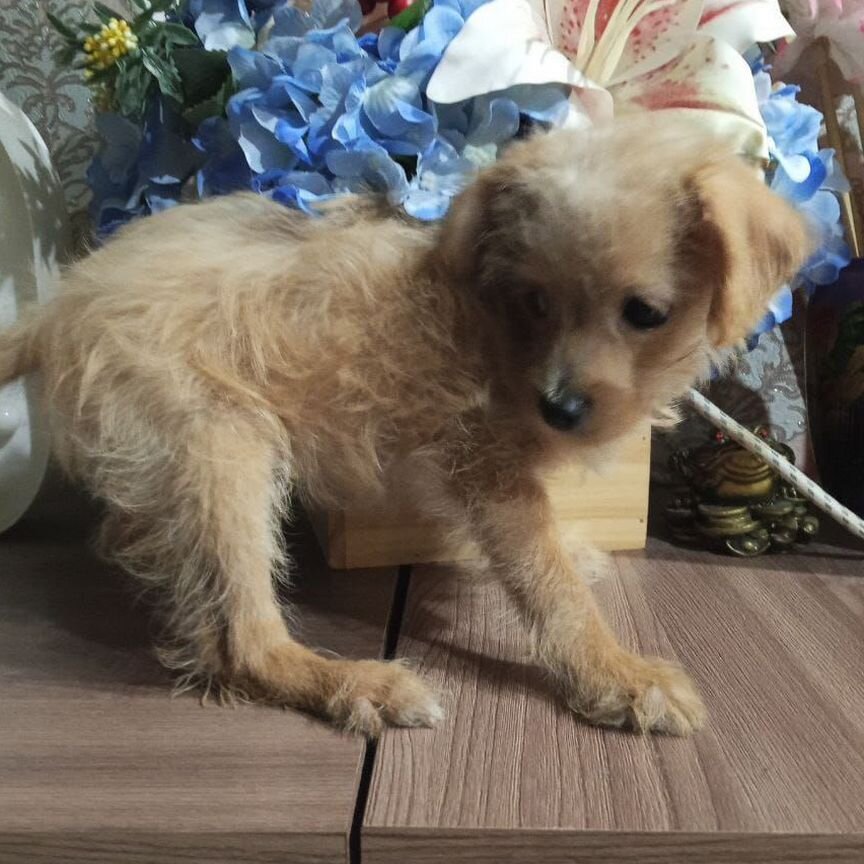 Той-пудель, щенок