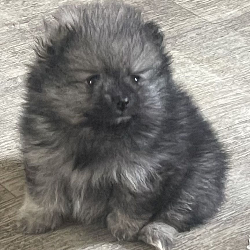 Померанский шпиц, щенок