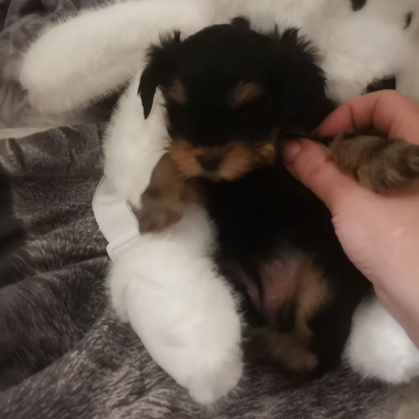 Йоркширский терьер, щенок