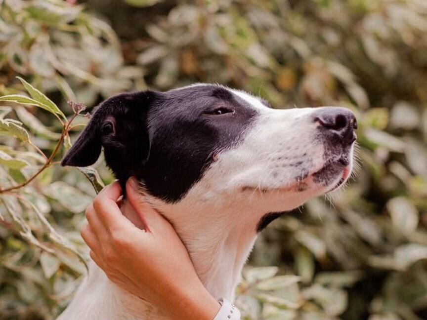 Собачка в поисках семьи