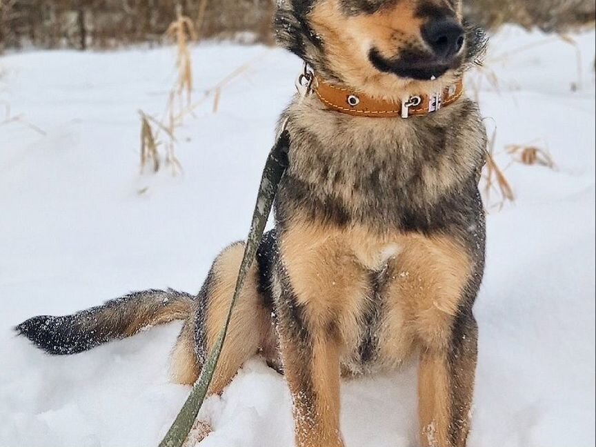 Щенок