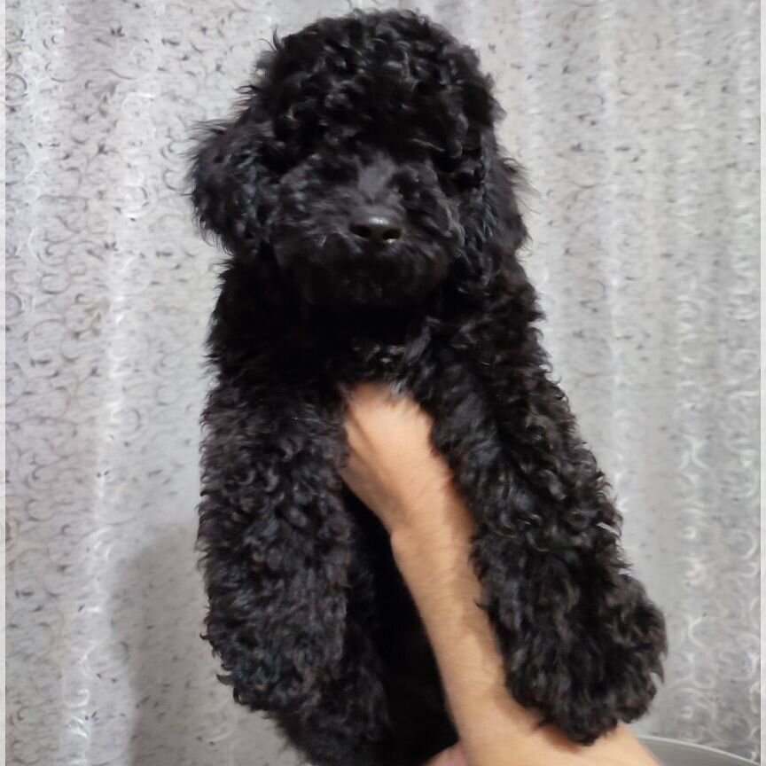 Карликовый пудель, щенок